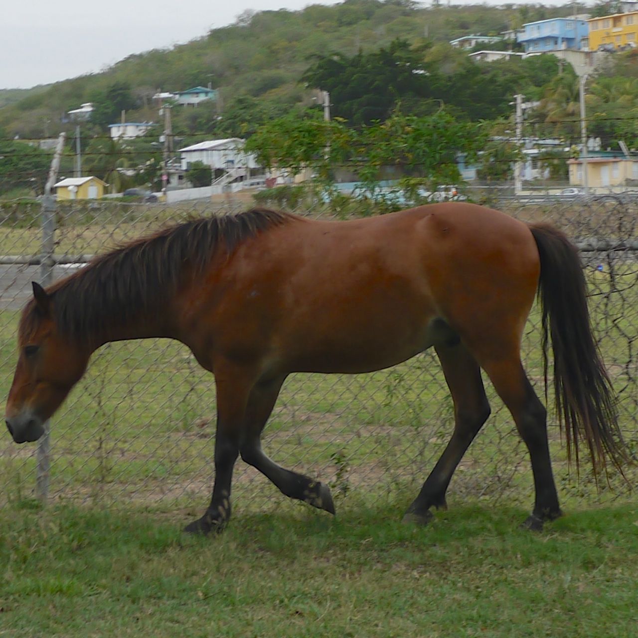 Island Woman's Culebra: A Horse is a Horse, Of Course