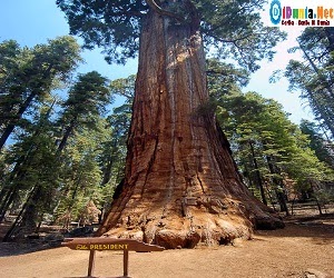 Pohon Tertinggi dan Terbesar di Dunia - On The Spot