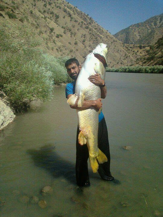 Big Fishes of the World: MANGAR (Luciobarbus Esocinus)