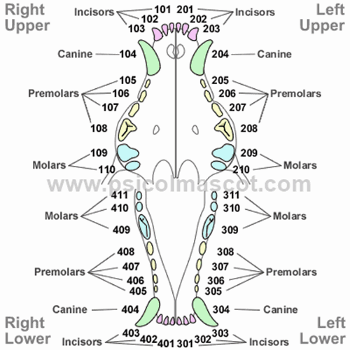 PSICOLMASCOT: La Anatomía del Perro