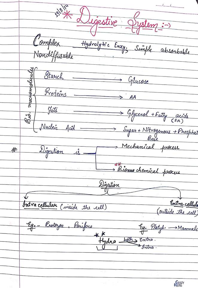 DIGESTIVE SYSTEM NOTES INTERMEDIATE STANDARD