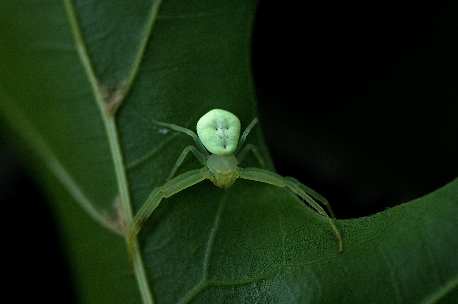Field Biology in Southeastern Ohio: Just A Few Arachnids