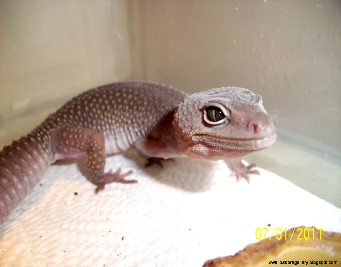 Midnight Blizzard Leopard Gecko | Wallpapers Gallery