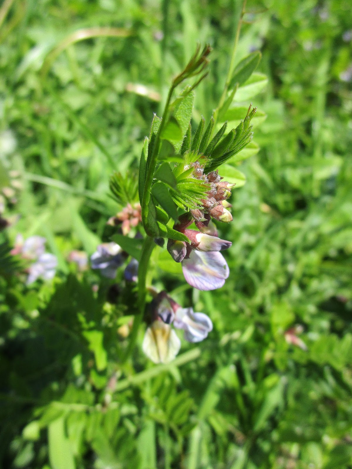 joachimartist: first blooming meadow crane's bill