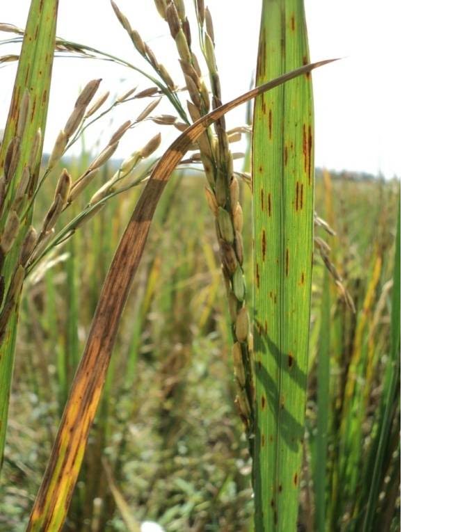 Penyakit Hawar Pada Daun Padi | Informasi seputar Dunia Pertanian