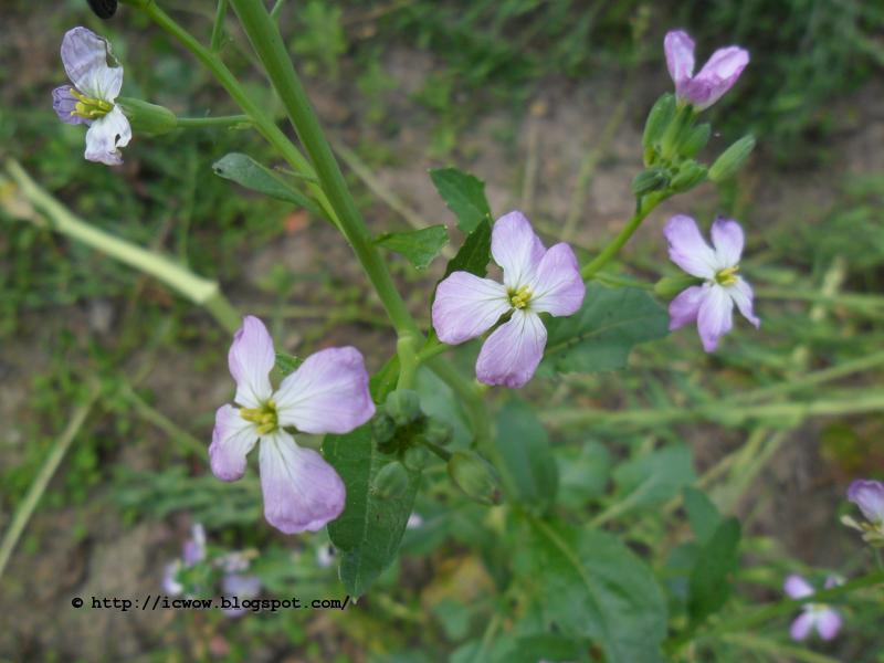 Mula Ful(মুলা ফুল) - Raphanus sativus var. longipinnatus
