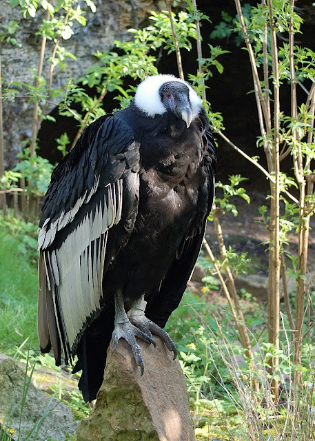 Largest Living Bird: Andean Condor |MyRokan