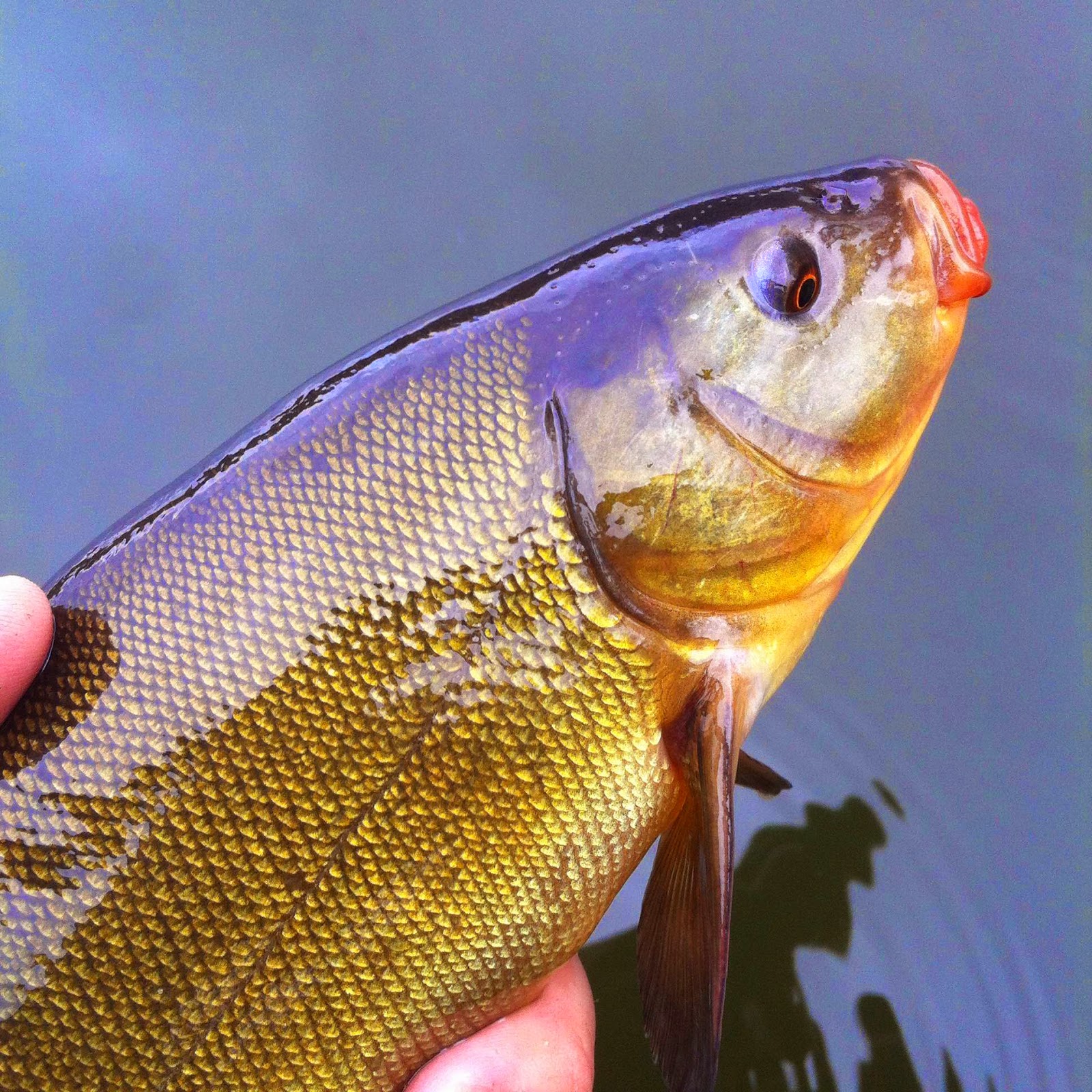 Craig Renwick Angling: Morning Tench Fishing (20.04.2015)