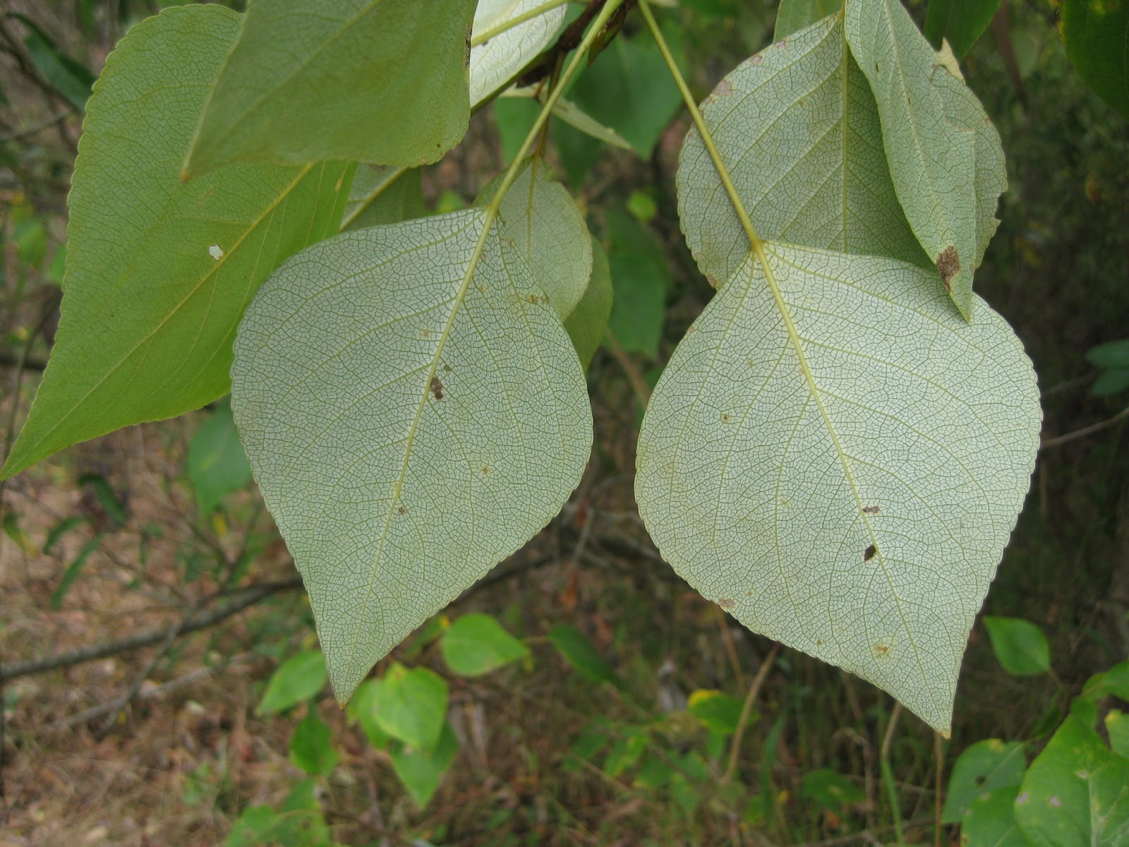 Trees of Santa Cruz County: Populus trichocarpa - Western Poplar