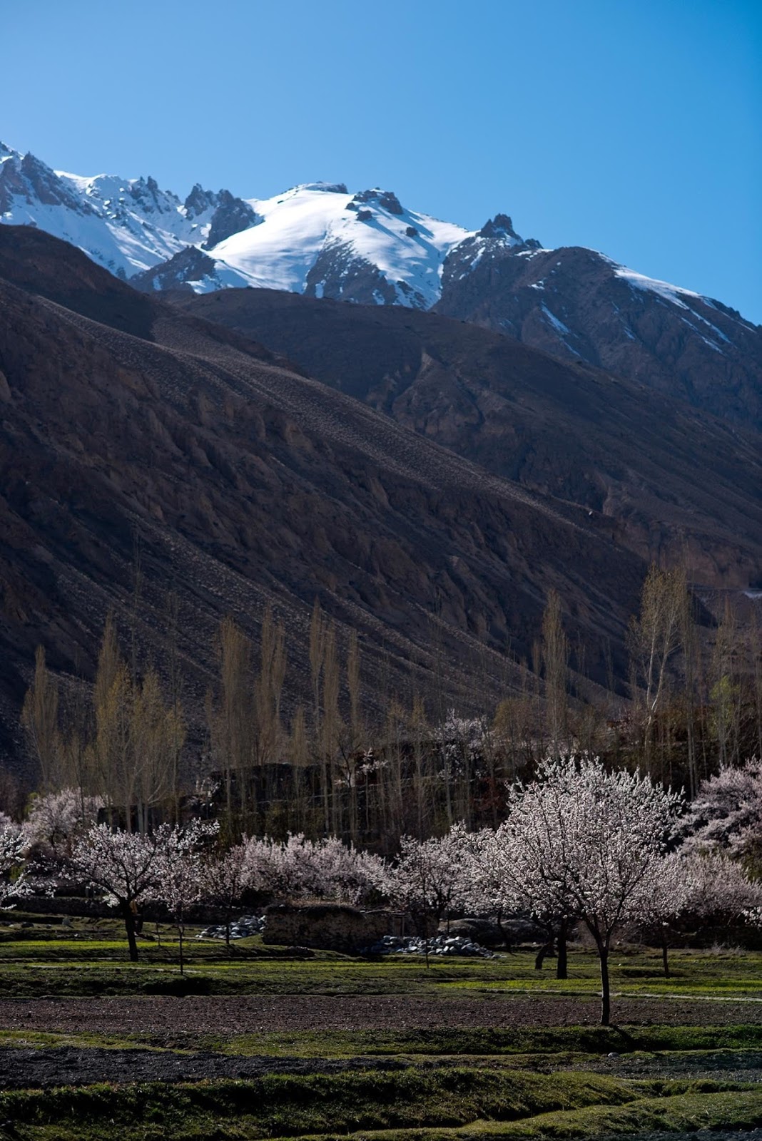 Cherry Blossoms Tour-Hunza-Skardu,Pakistan - Tour Guidance