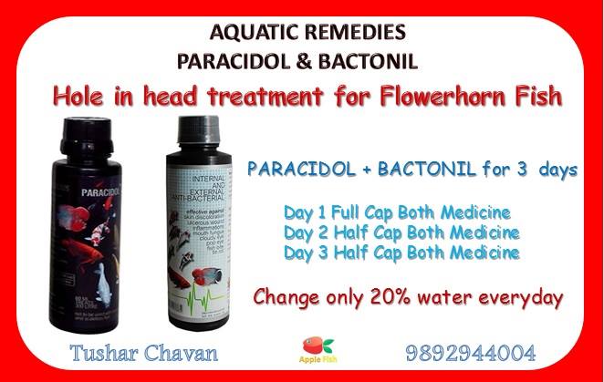 Flower Horn: Flowerhorn Fish Medicines & Treatment