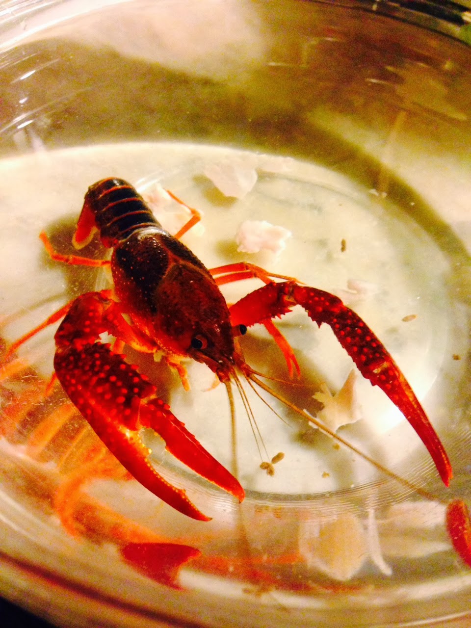 Updates in Nutrition and Functional Medicine - Maurizio Salamone's Blog ...