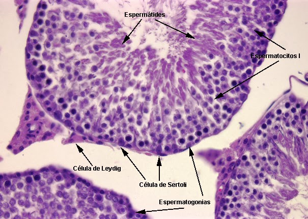 Instrumentalización Humana: Práctica 1 "Histología de testículo y ovario"