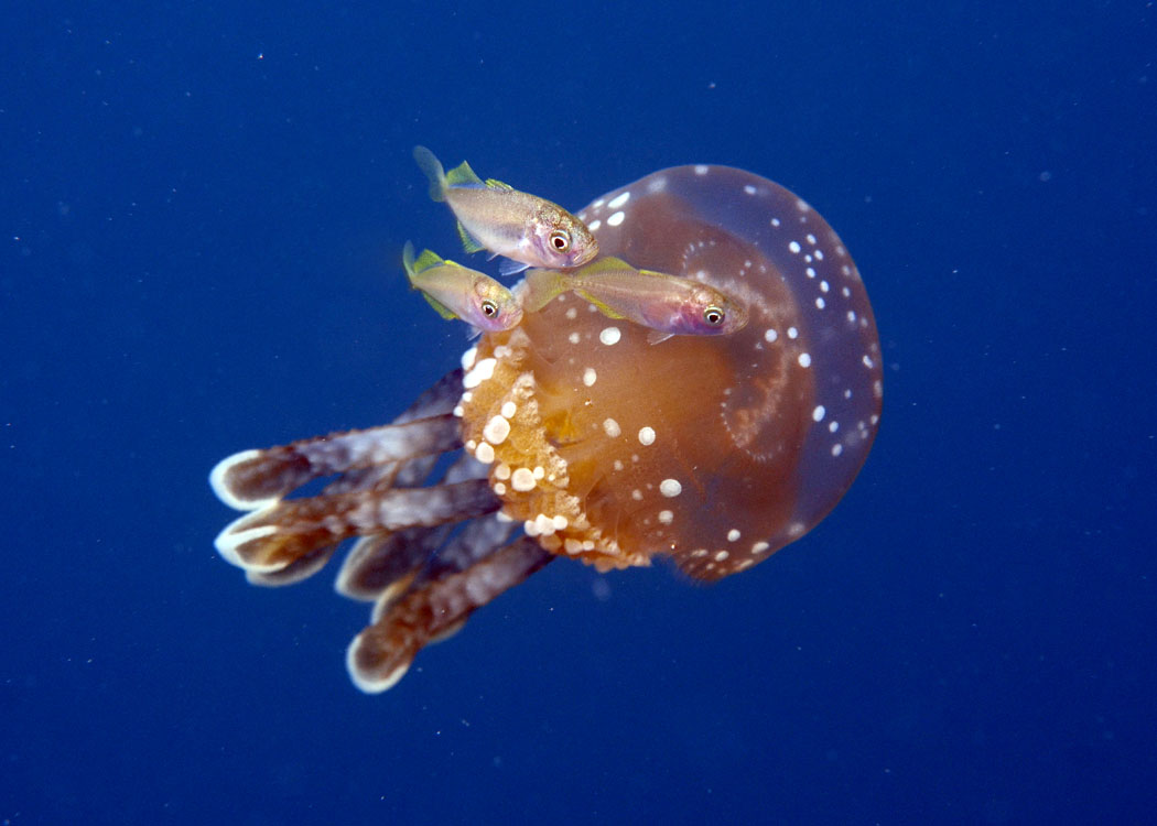 Savannah: The Elusive Mandarin Fish