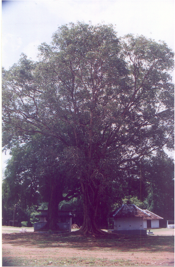 Sacred Groves: SACRED GROVES OF KERALA