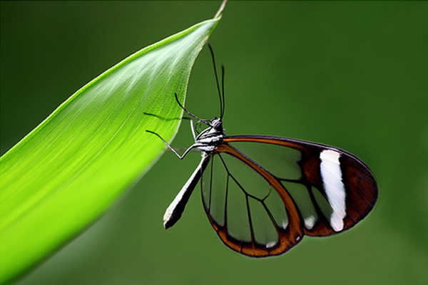 Mundo maravilloso : Las 3 mariposas más raras