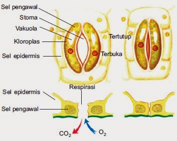 Struktur dan Anatomi Daun Pada Tumbuhan - Biologi Edukasi: Belajar ...