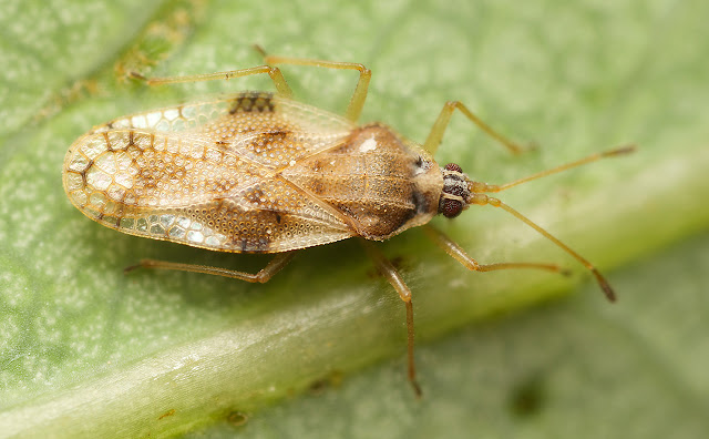 ムシをデザインしたのはダレ？: ヤナギグンバイ