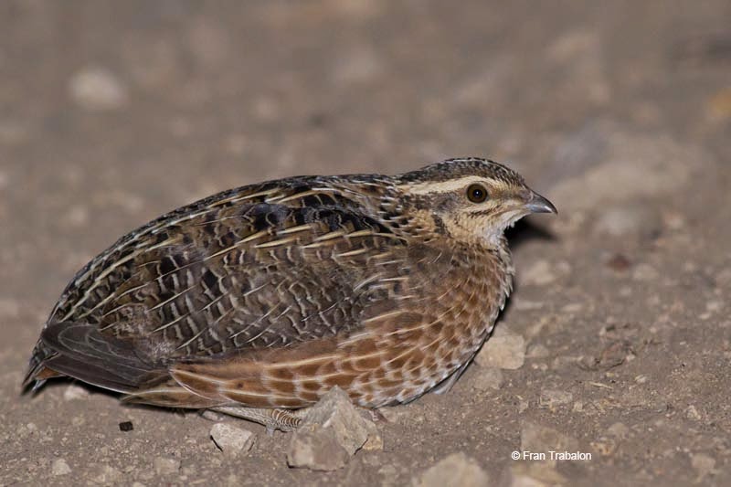 ZAGROS NATURE IMAGES: Coturnix Quails