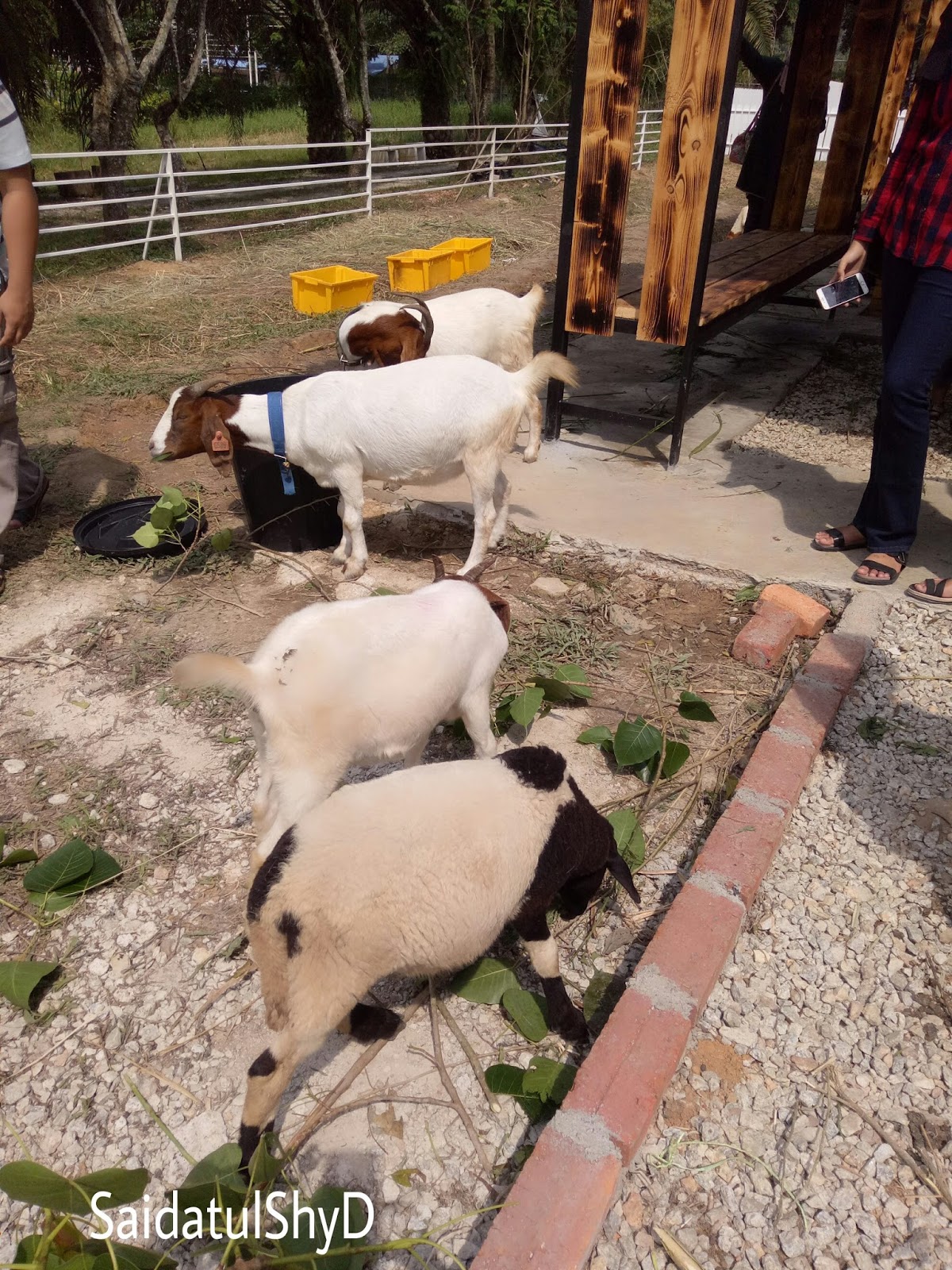 SaidatulShyD: G2G Animal Garden MAEPS Seronok Berswafoto Bersama Haiwan ...