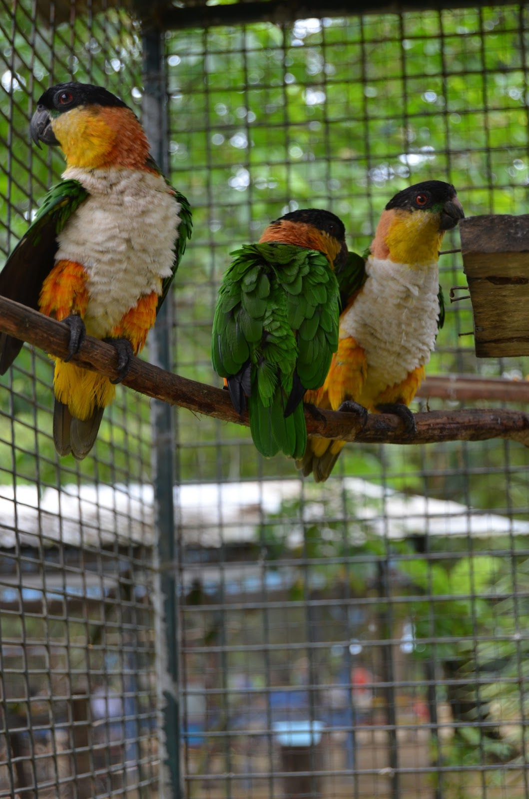 De avonturen van Charlene in Paramaribo: Zoo van Paramaribo