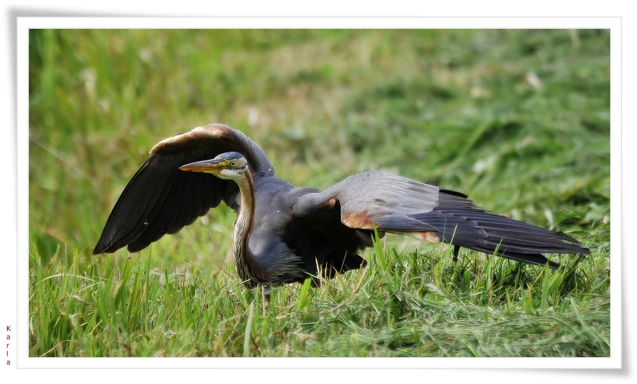 NATUURLIJK NEDERLAND: PURPER REIGER, POLDERS NEXT TOPMODEL