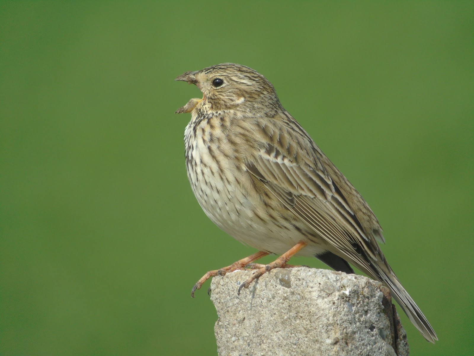 PASARI DIN ROMANIA: PRESURA SURA, Emberiza calandra