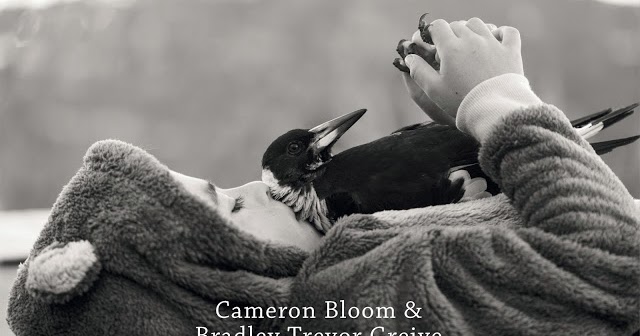 Das Lesesofa: Penguin Bloom von Cameron Bloom - Rezension