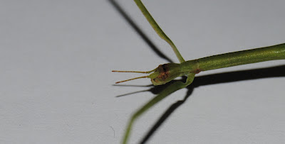CLONOPSIS: Ramulus artemis
