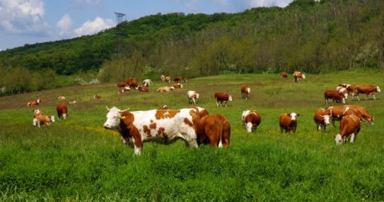 Allevatori Ragusani: In Sicilia sempre più giovani decidono di ...