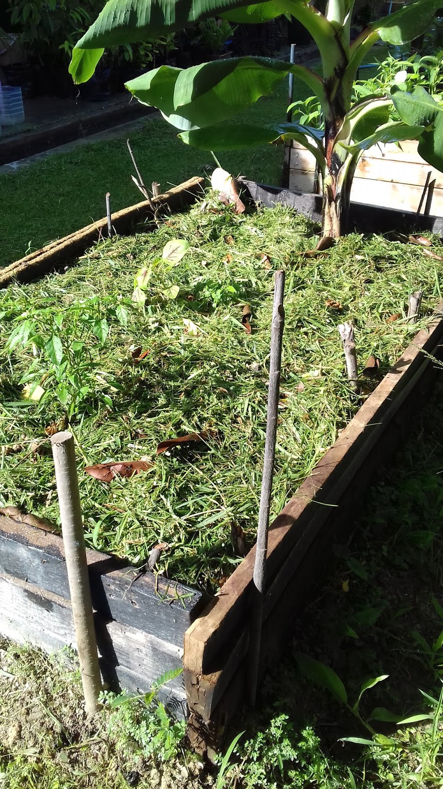 Jom Tanam Sayur ( JTS ) : Potongan Rumput Sebagai SungkupanJom Tanam ...