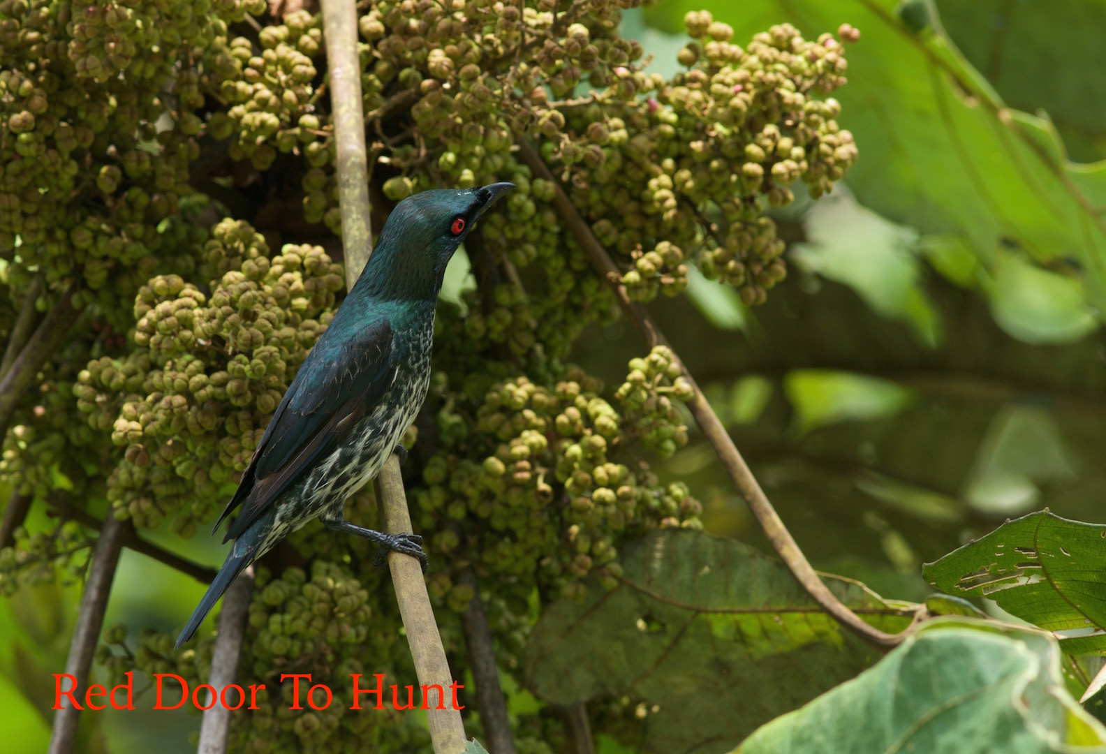 RED Door To Hunt: Konservasi Burung Enggang Badak Di Sungai Panjang ...