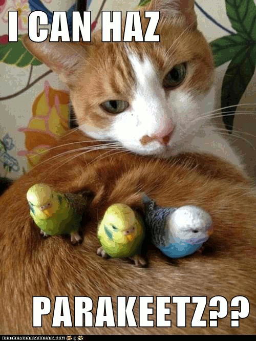 Grammar Catz: Grammar Cat #60: Birdlover Cat