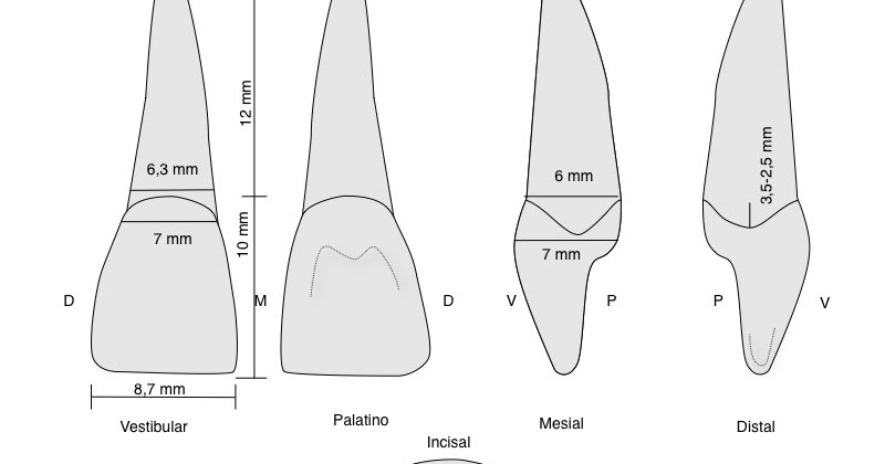 Hablemos de dientes: CARAS DE LOS DIENTES