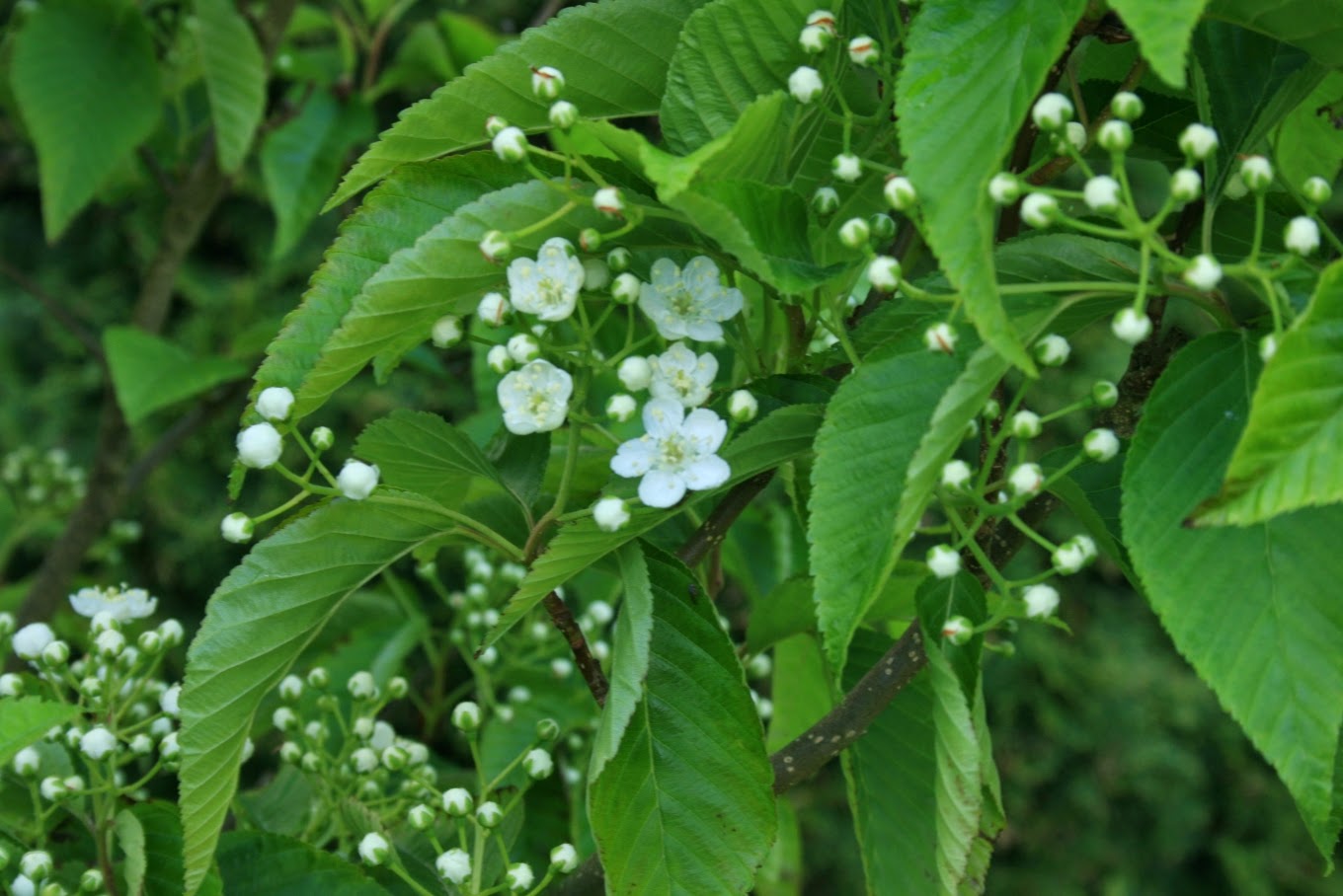 Trees Planet: Sorbus alnifolia - Korean Whitebeam