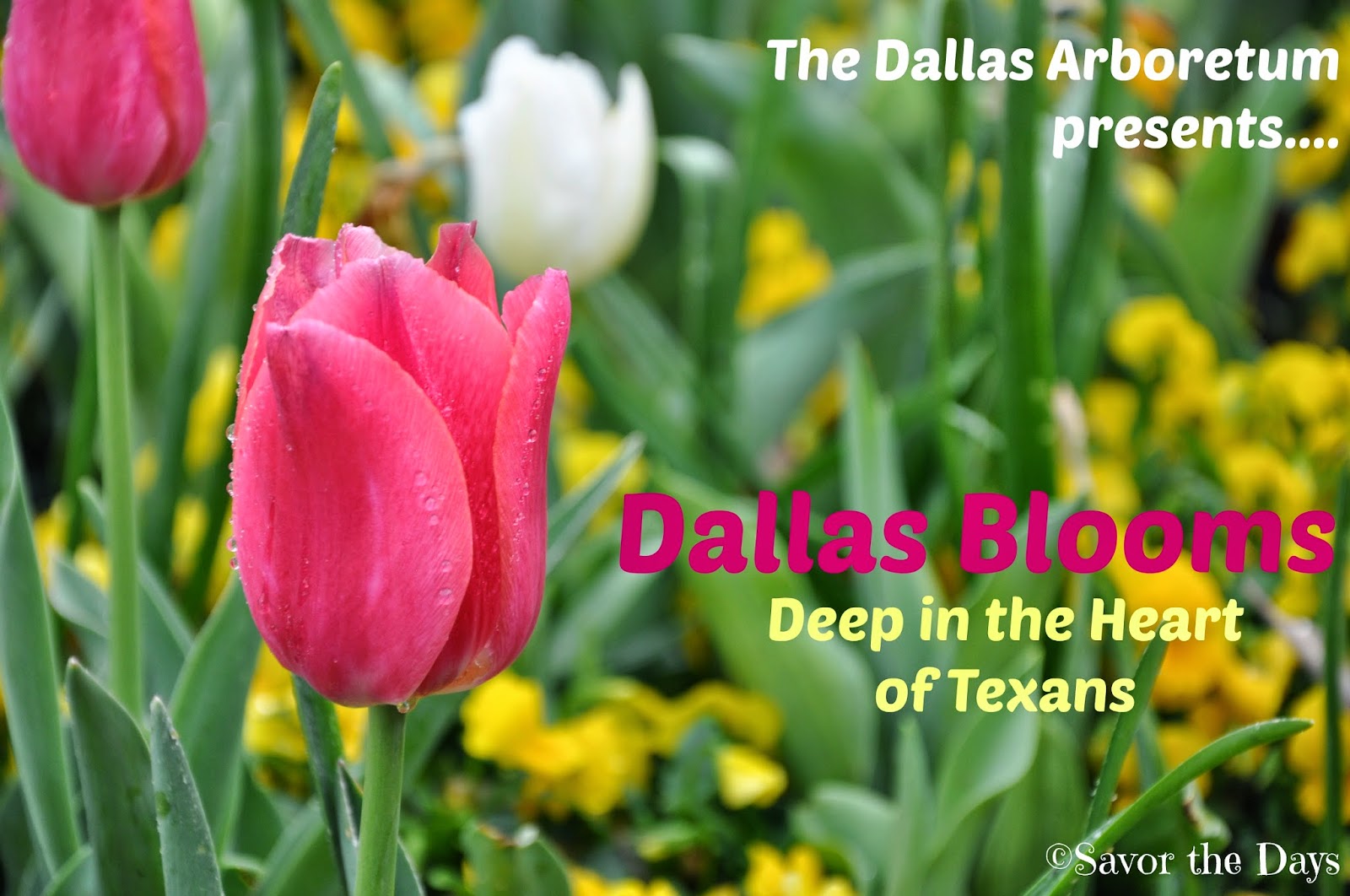 Savor The Days: Dallas Blooms: Deep in the Heart of Texas {Dallas ...