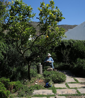 False Bay garden in October