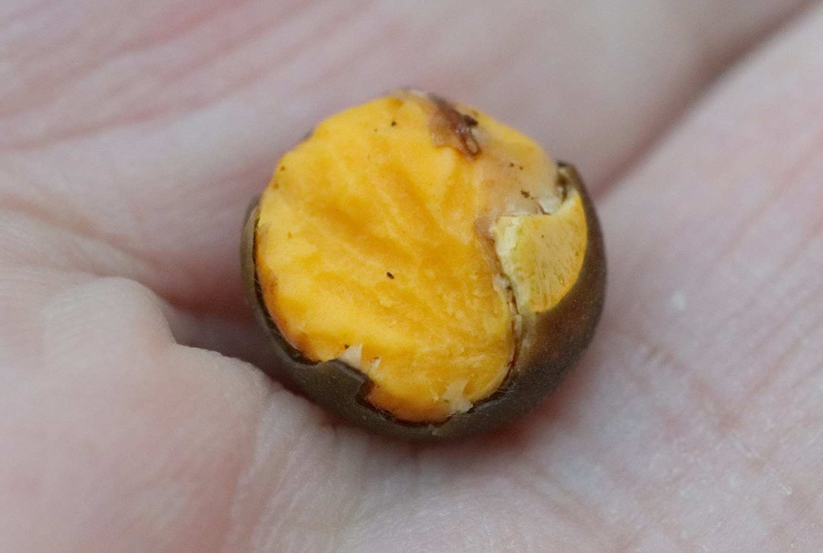 Nature Ramblers: Ramble Report November 15 2018