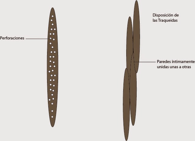 el moderno prometeo: Histología Vegetal: Xilema.
