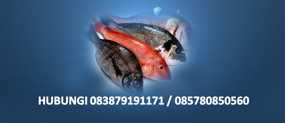 Jual Macam-macam Ikan Segar: Jual macam-macam IKAN SEGAR KONDISI HIDUP ...