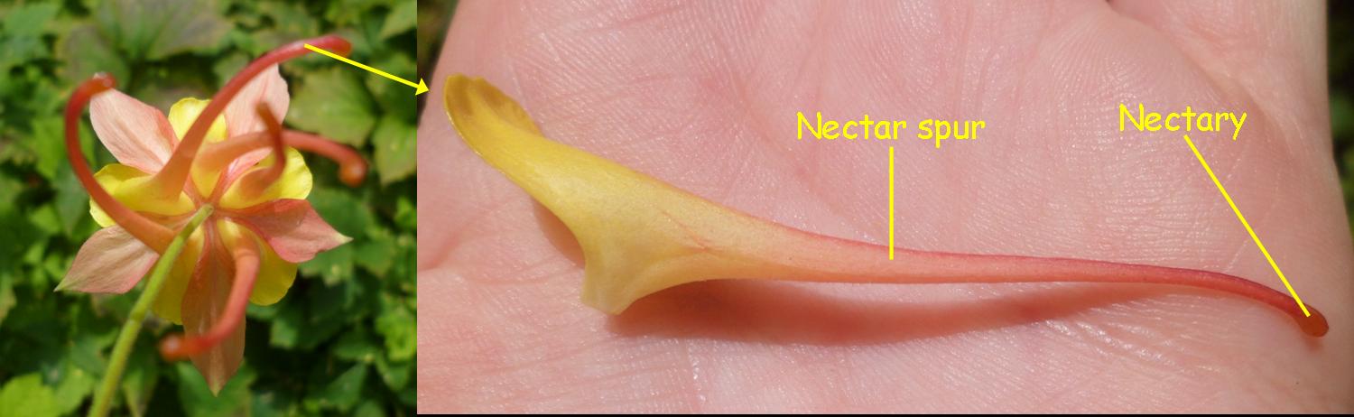 Flower Tales: June 2012