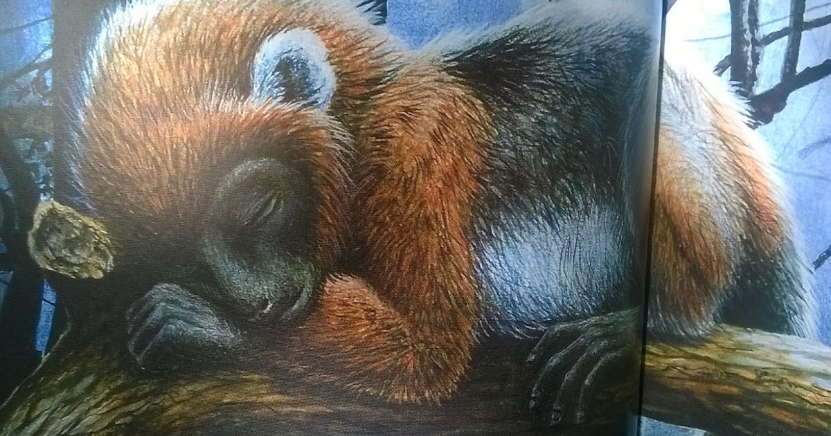 Bouquins et Bambins: Ida - L'extraordinaire histoire d'un primate vieux ...