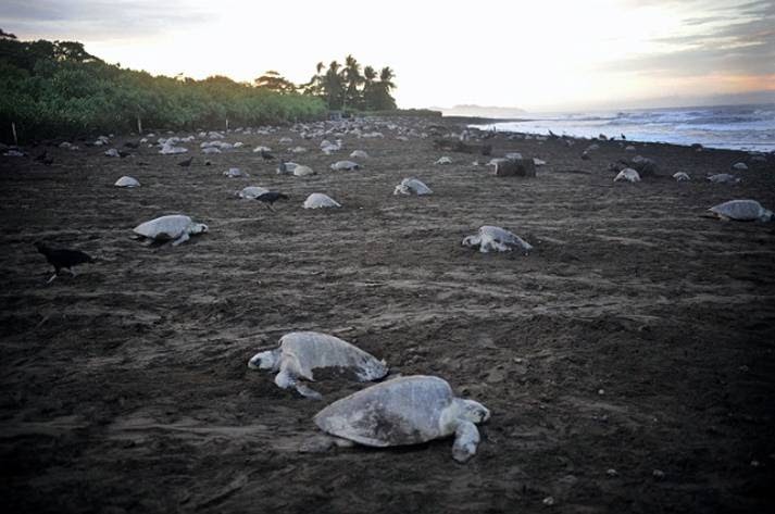 Incoming BYTES: Endangered Sea Turtles: Extinction by Economic Destruction?