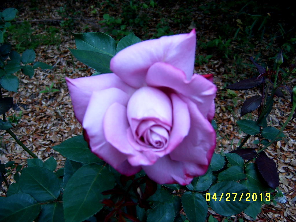 Alabama Rose and Flower Garden from a Non-Green Thumb: Rose of the Week ...