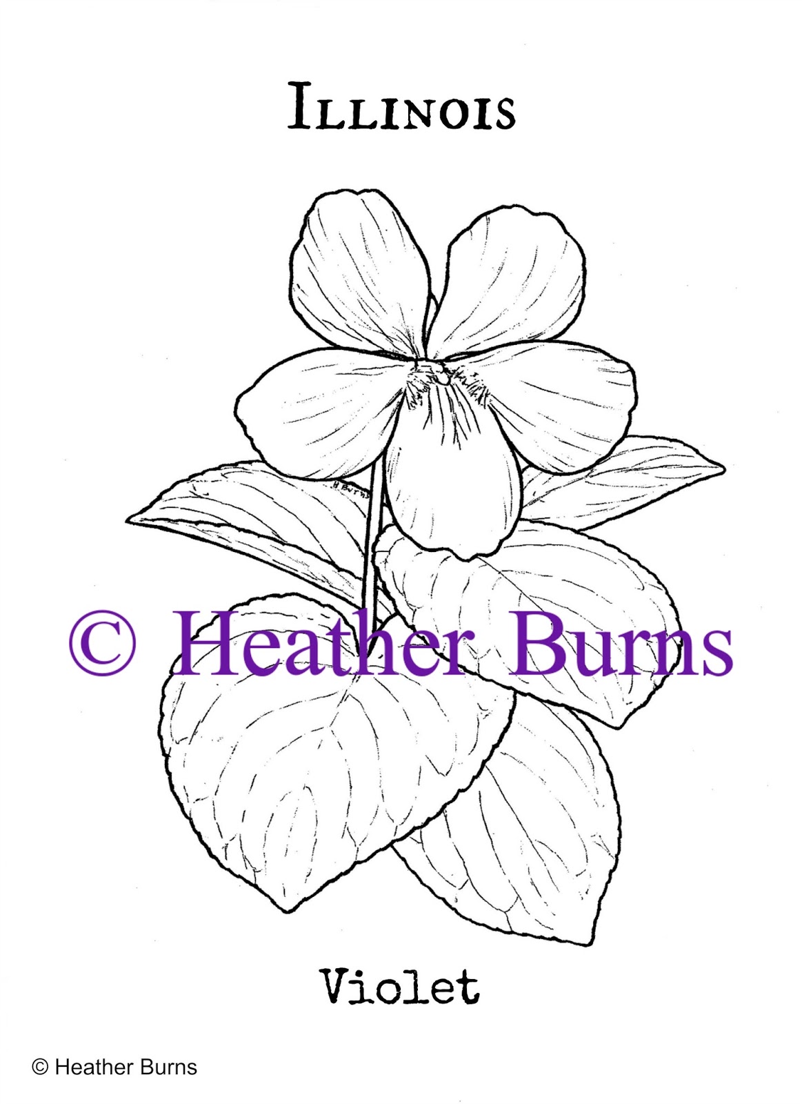 State Flower Coloring Book: Illinois State Flower: Violet
