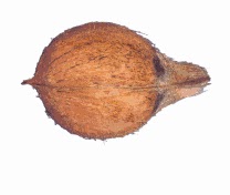 Between Science And Religion: An Exposition Of Coconut Rituals