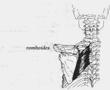 ANATOMÍA Y FISIOLOGÍA HUMANAS: SISTEMA MÚSCULO ESQUELÉTICO: Miología de ...
