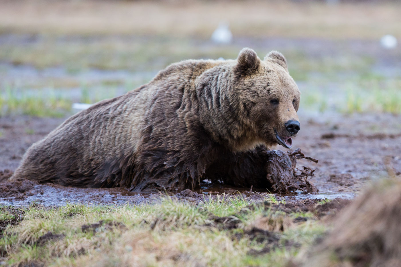 Wildlife Diaries: Brown Bears and Wolverine 2nd - 5th June