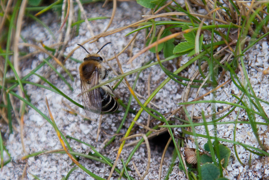 Sea kayaking with seakayakphoto.com: The plight of the sand bees on the ...