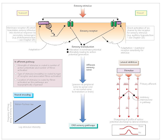 Sensory Systems An Overview - pediagenosis